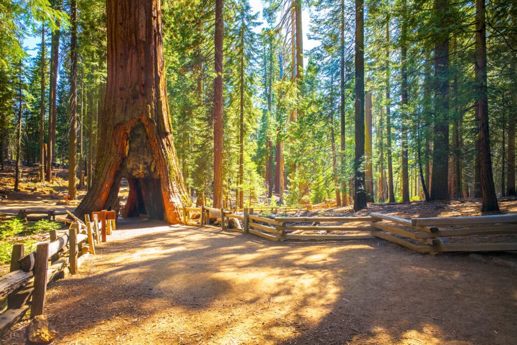 Mariposa Grove of Giant Sequoia Trees | Yosemite National Park
