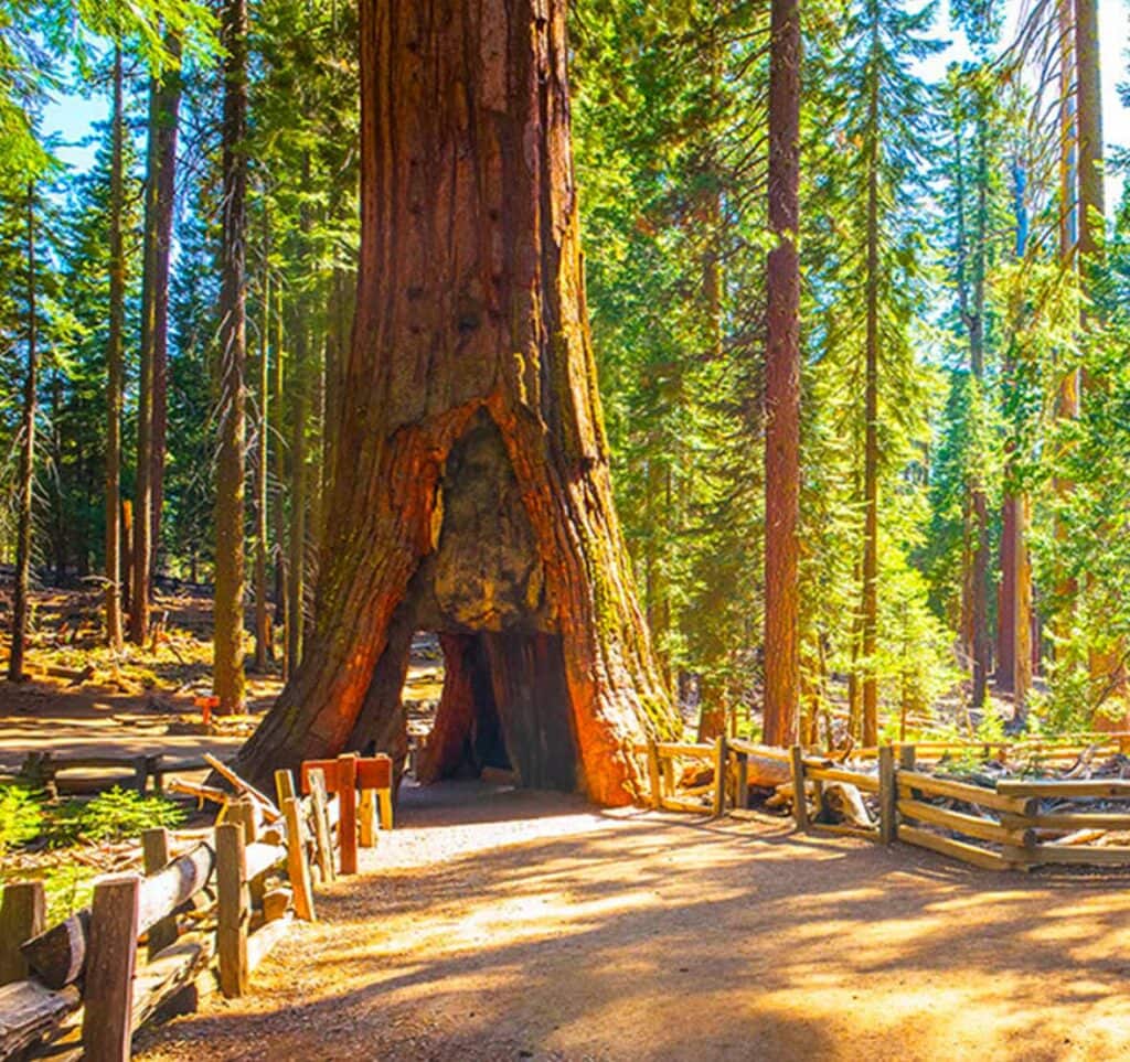 Fish Camp: Yosemite’s Southern Gateway | Explore Fish Camp, CA