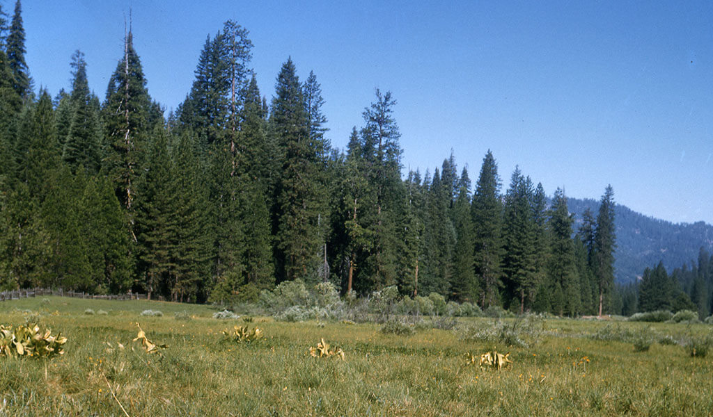 Wawona, CA | Discover Wawona, Yosemite’s Historic Town