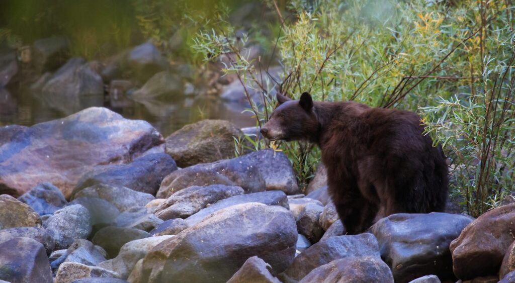 Nature Rules: Keep Wildlife Wild | Discover Yosemite National Park